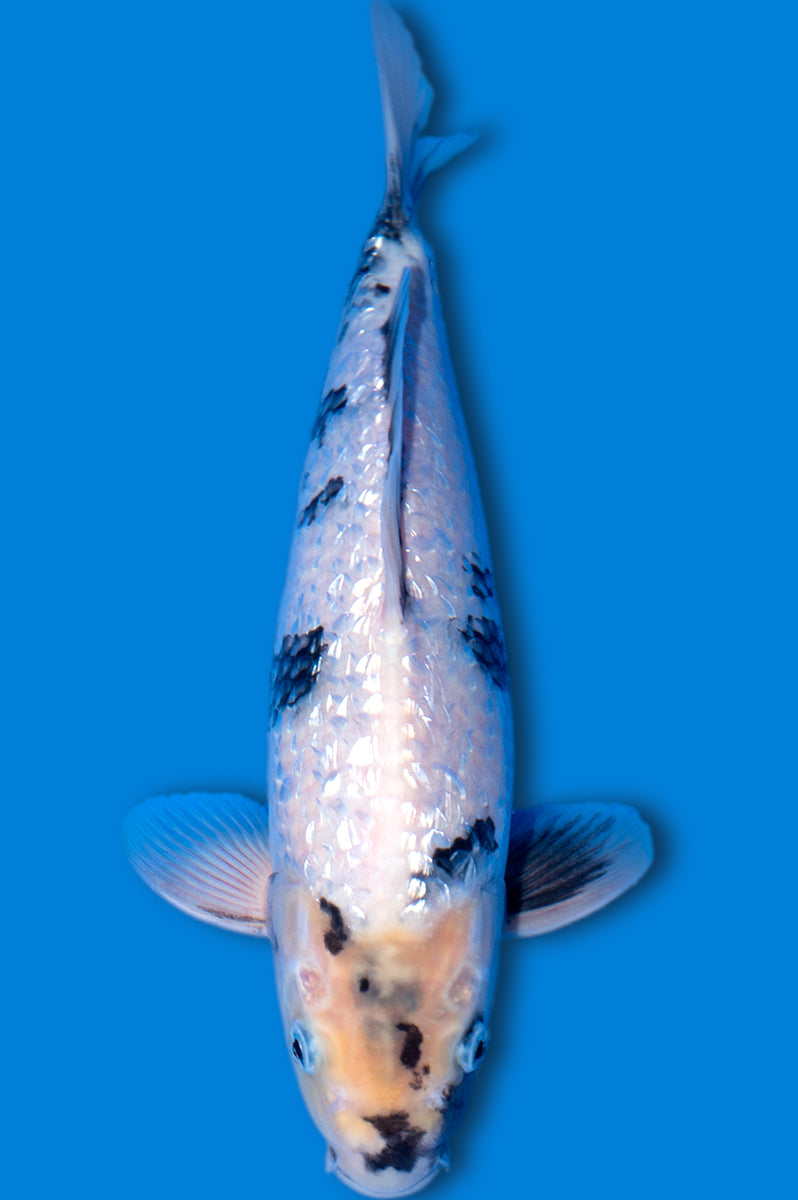 Koi - Männer – Koialm