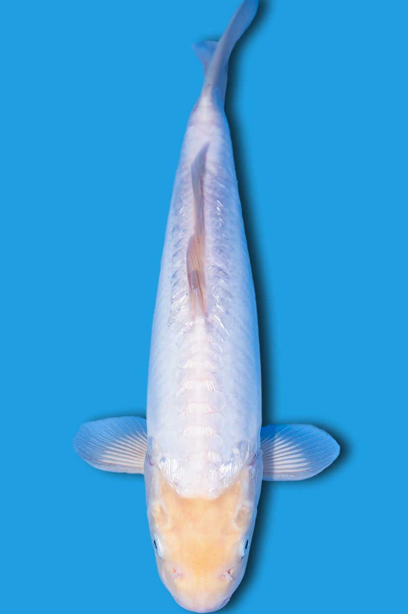 Koi Alm Salzburg – Koialm